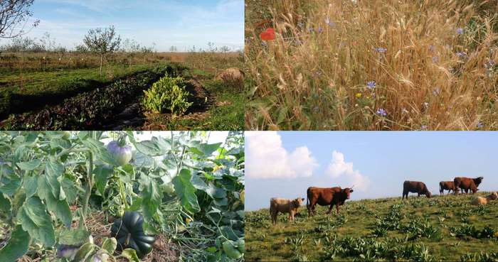 Agroecologie-kevin-morel Agroecologie-kevin-morel